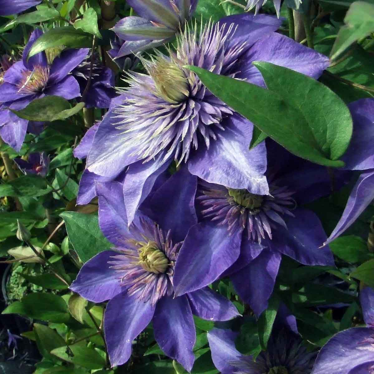 Clematis Multi Blue Superior Quality Climbers - thorncroftclematis.co.uk