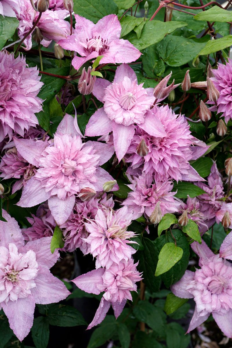 Clematis Multi Pink ST17333 Superior Quality Climbers ...