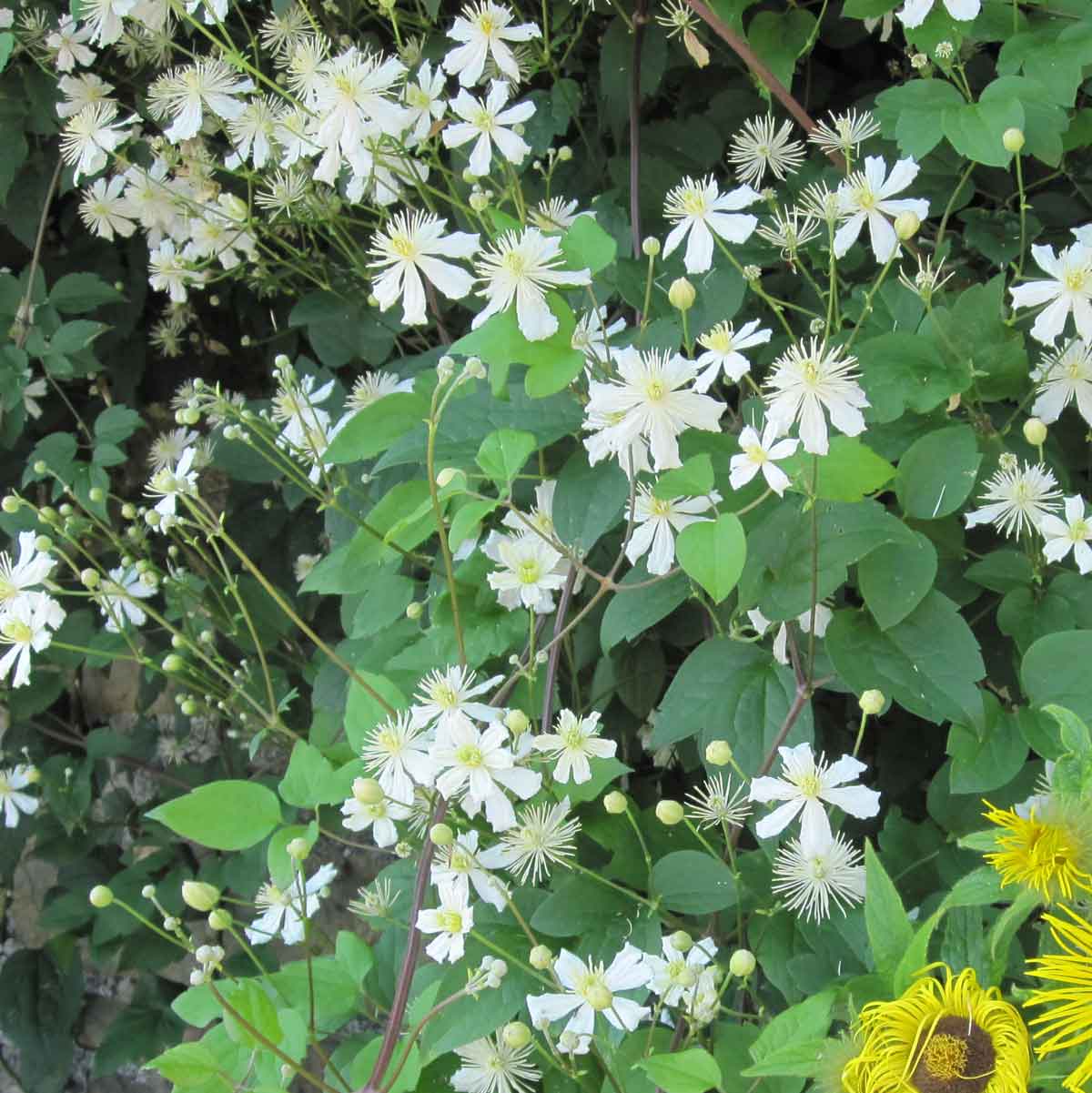 Clematis Paul Farges Fargesioides SUMMER SNOW Superior Quality Climbers ...