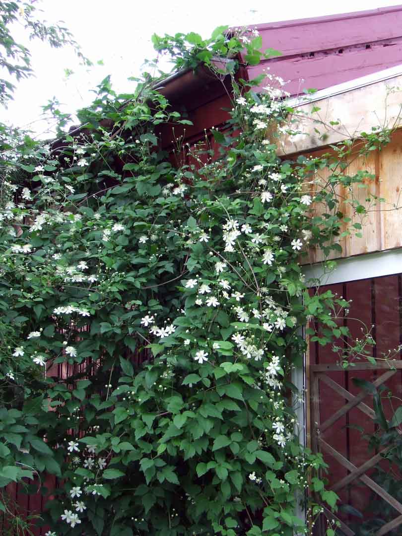 Clematis Paul Farges Fargesioides SUMMER SNOW Superior Quality Climbers ...