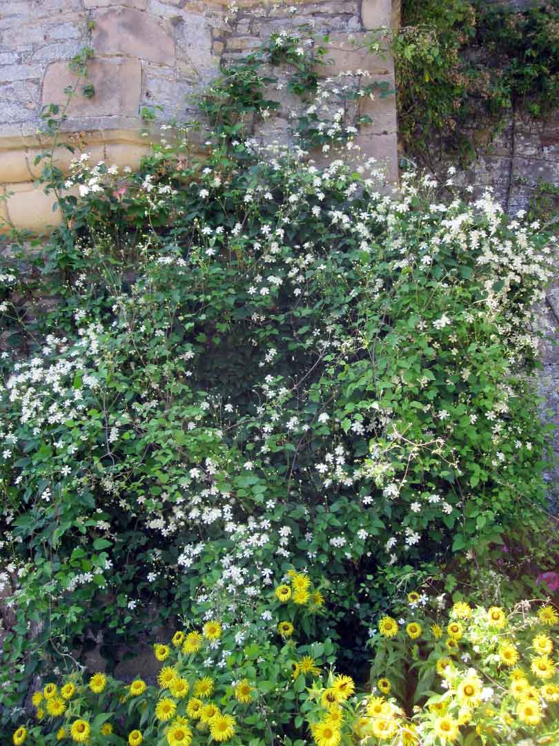 Clematis Paul Farges Fargesioides SUMMER SNOW Superior Quality Climbers ...