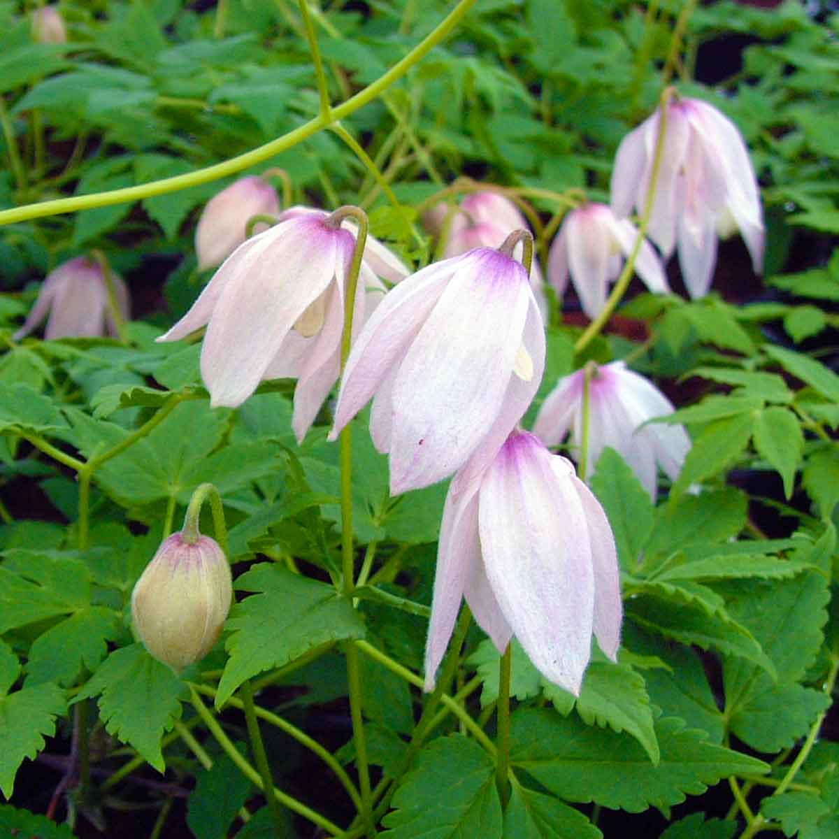 Clematis Atragene Pink Flamingo at Michelle Ma blog