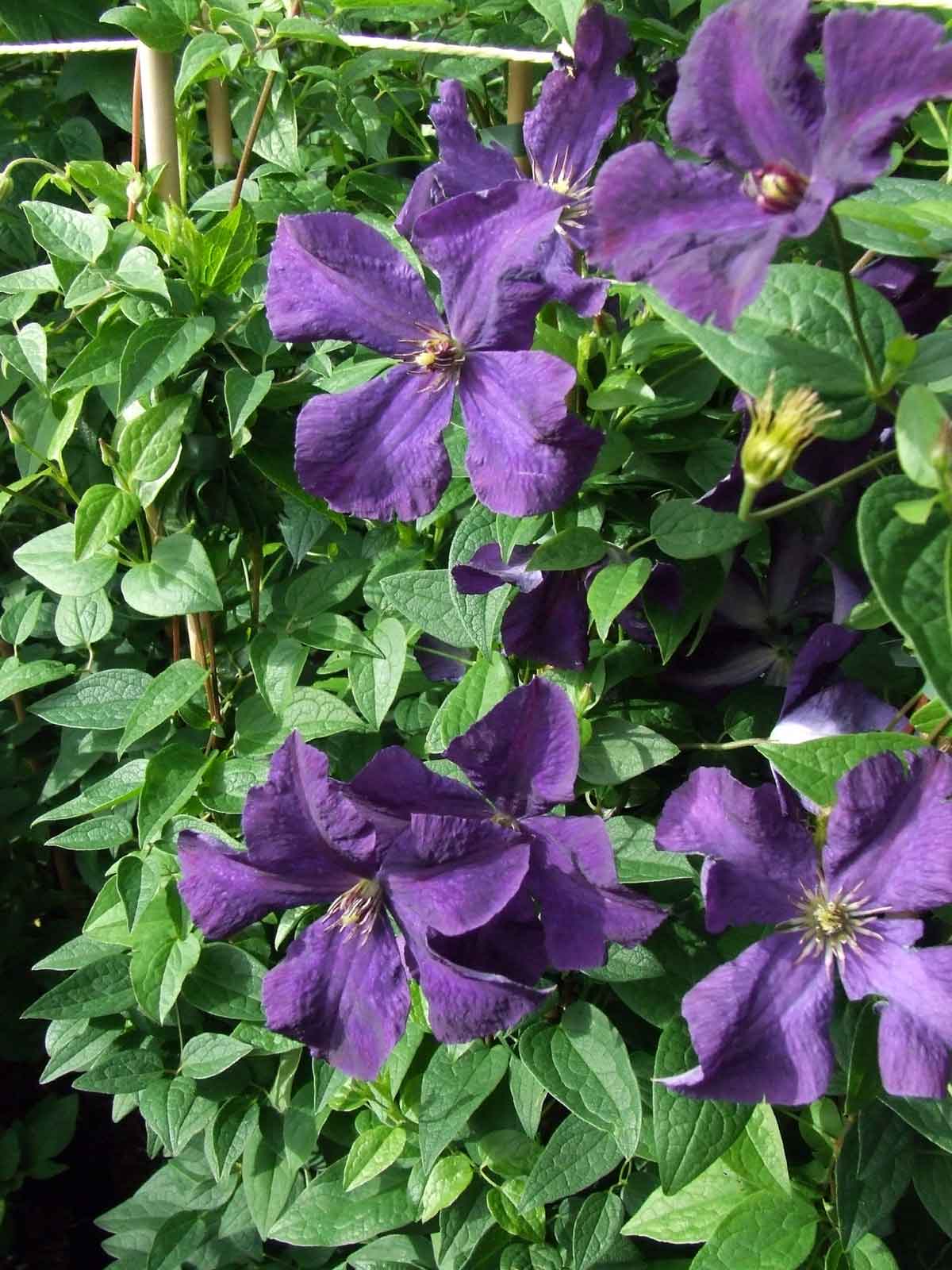 Clematis Polish Spirit Superior Quality Climbers - thorncroftclematis.co.uk