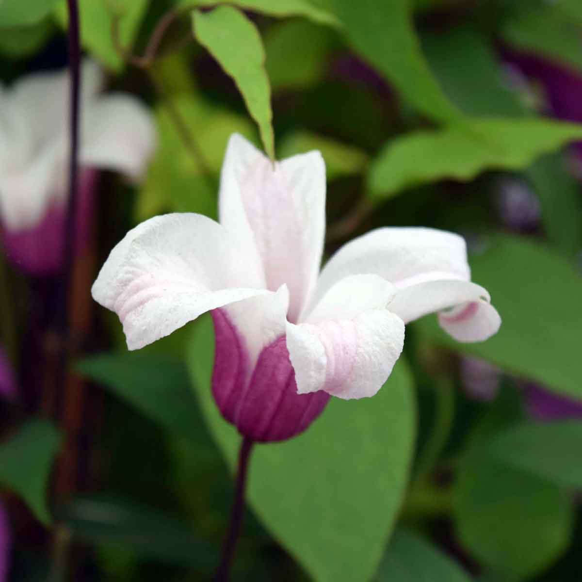 Clematis PRINCESS KATE Zoprika Superior Quality Climbers ...