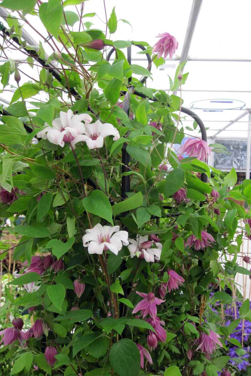 Clematis PRINCESS KATE Zoprika Superior Quality Climbers ...