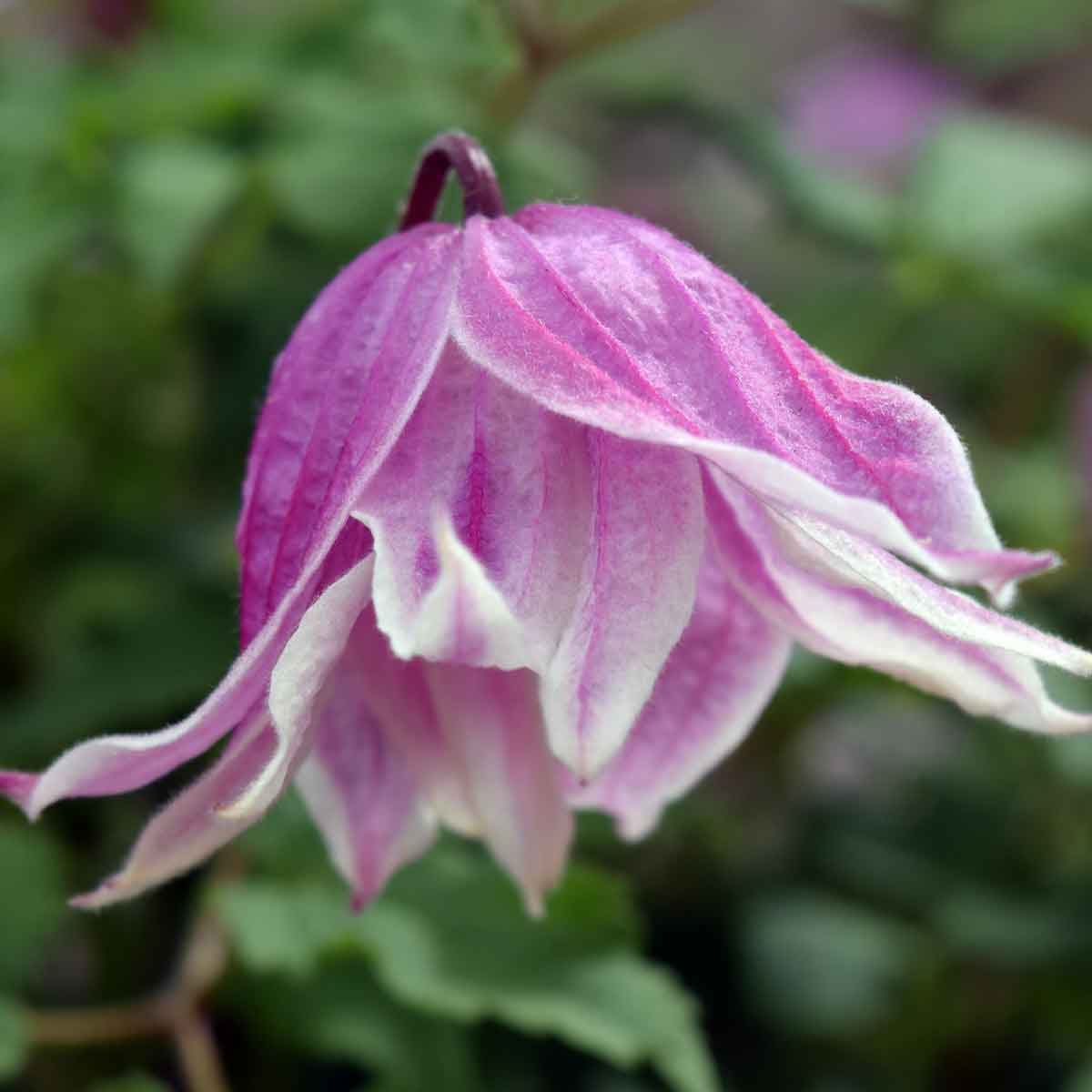 Clematis Propertius Superior Quality Climbers - thorncroftclematis.co.uk