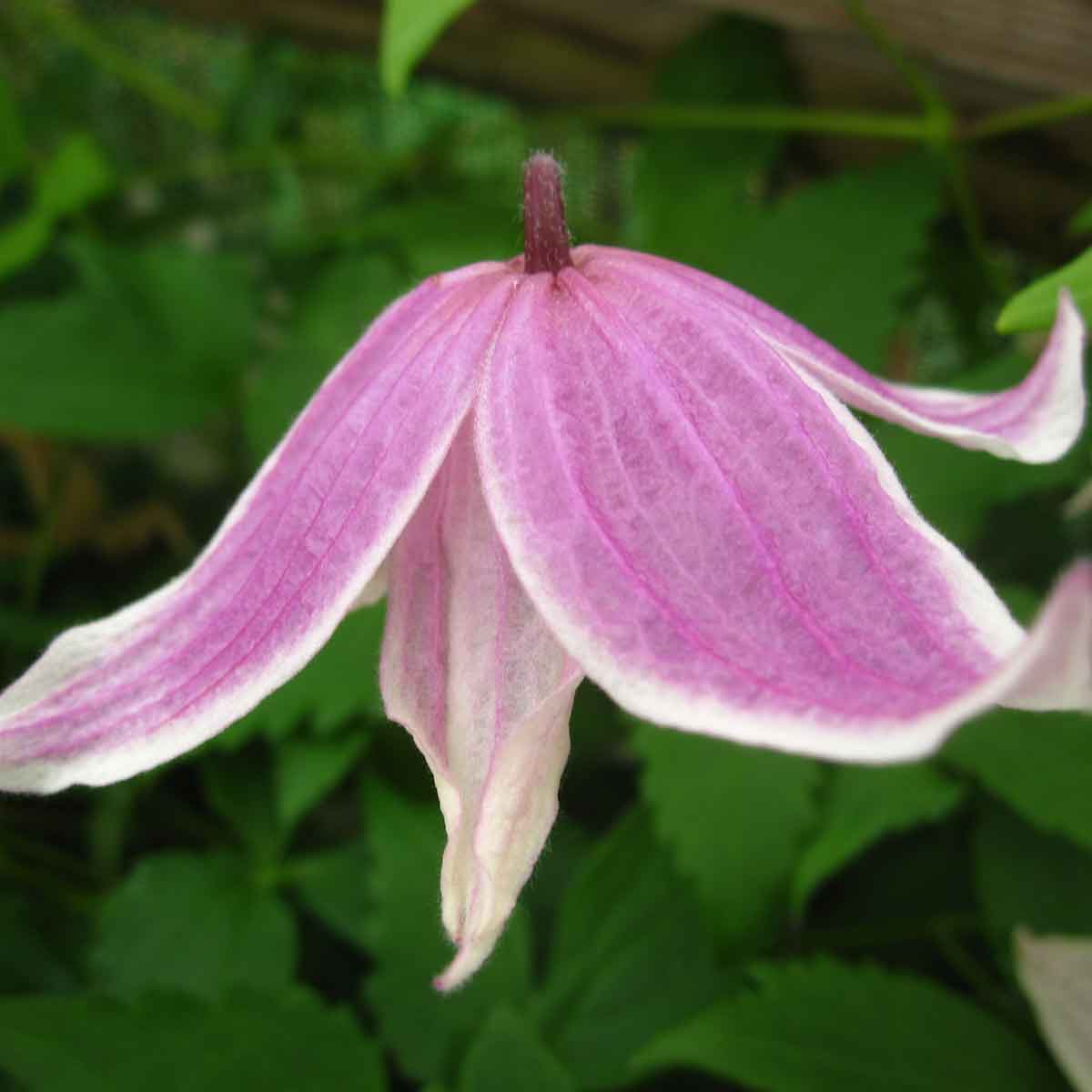 Clematis Propertius Superior Quality Climbers - thorncroftclematis.co.uk