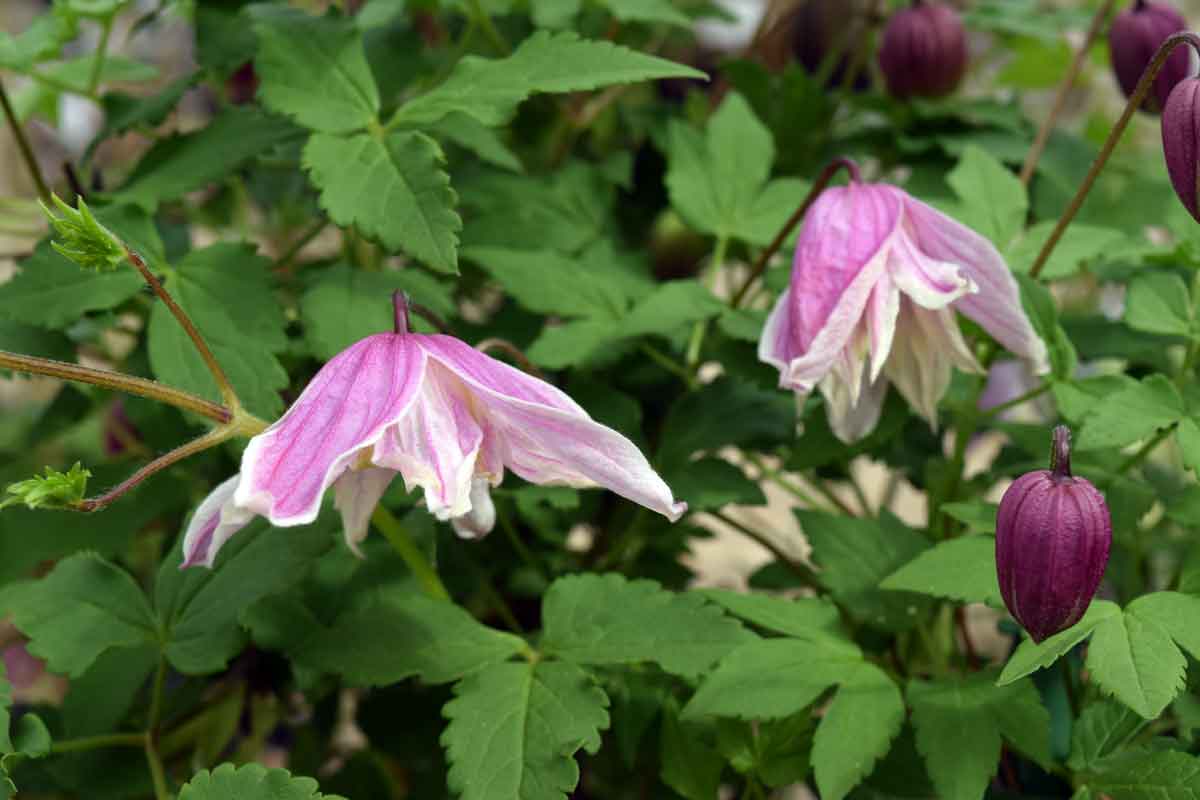 Clematis Propertius Superior Quality Climbers - thorncroftclematis.co.uk