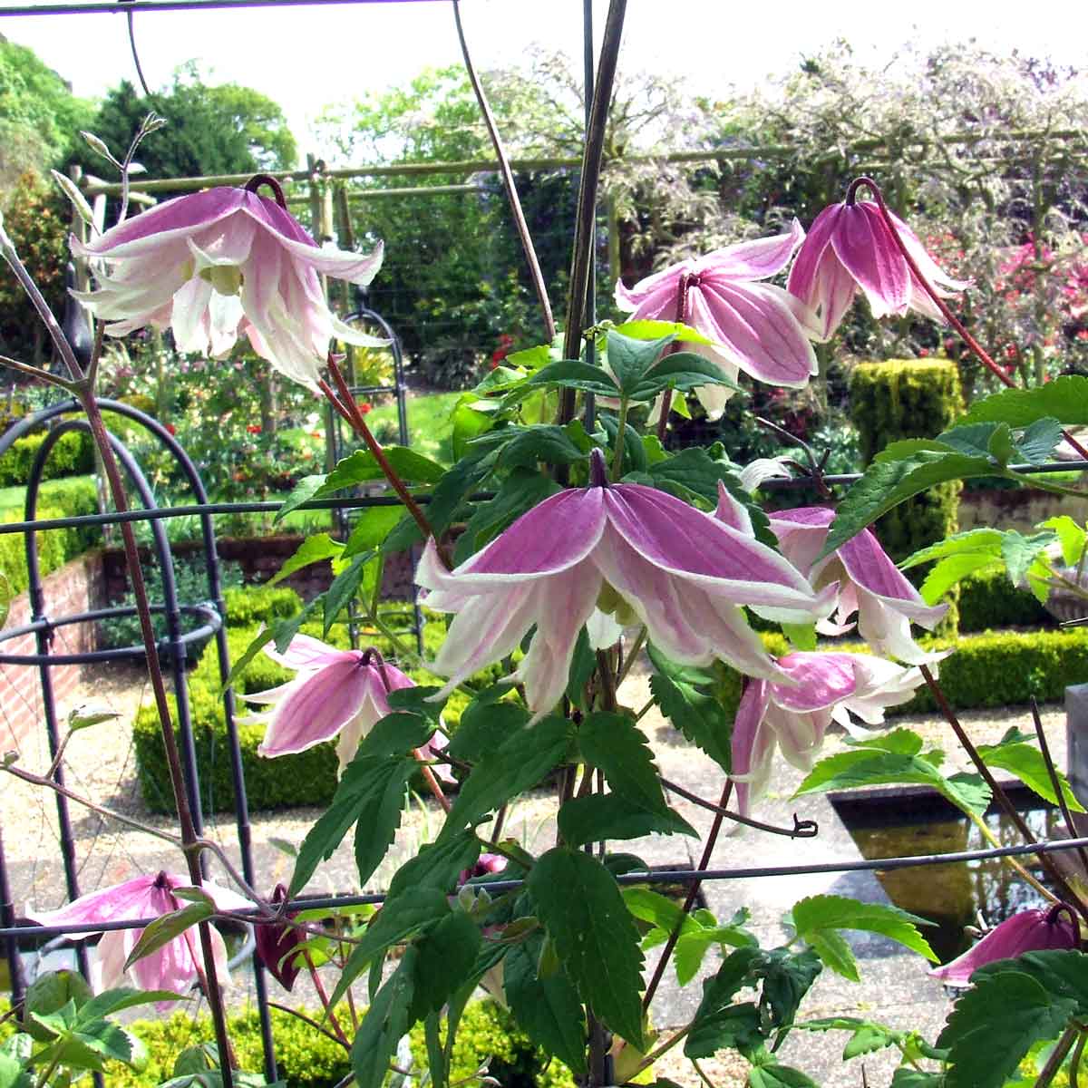 Clematis Propertius Superior Quality Climbers - thorncroftclematis.co.uk