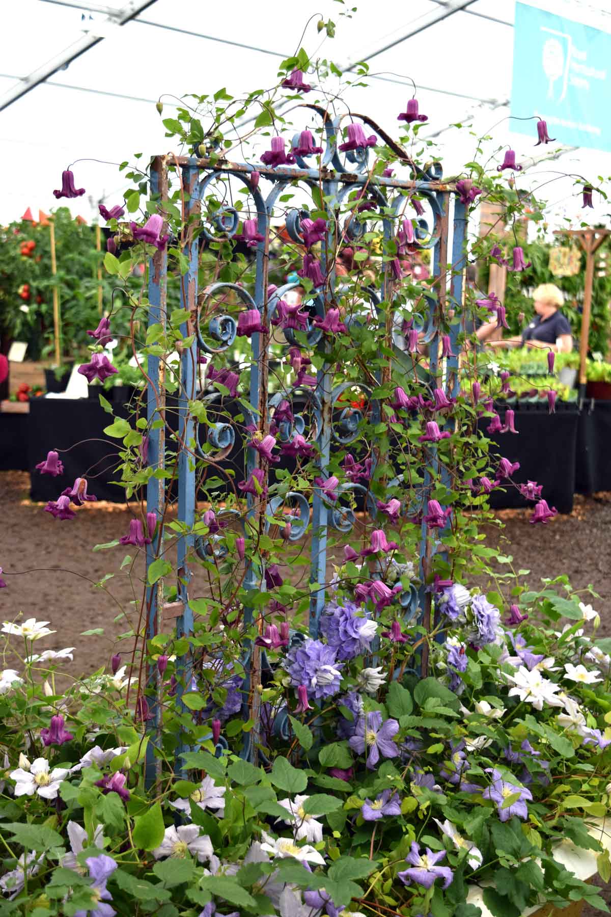 Clematis QUEEN MOTHER Zoqum Superior Quality Climbers ...