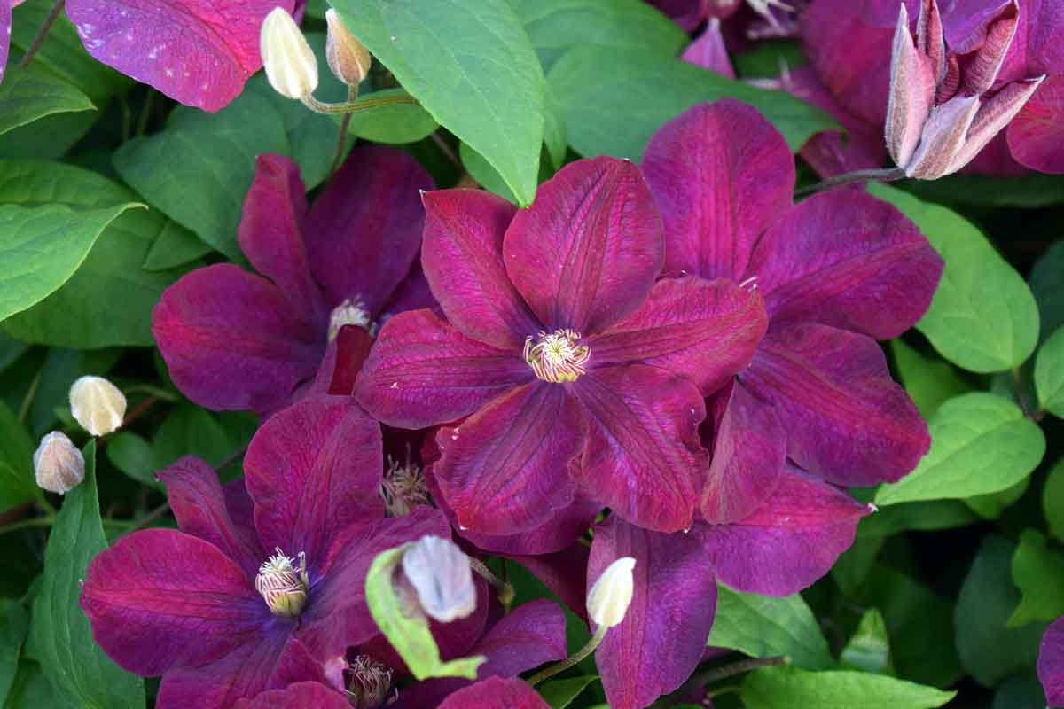 Clematis Rouge Cardinal Superior Quality Climbers - thorncroftclematis ...