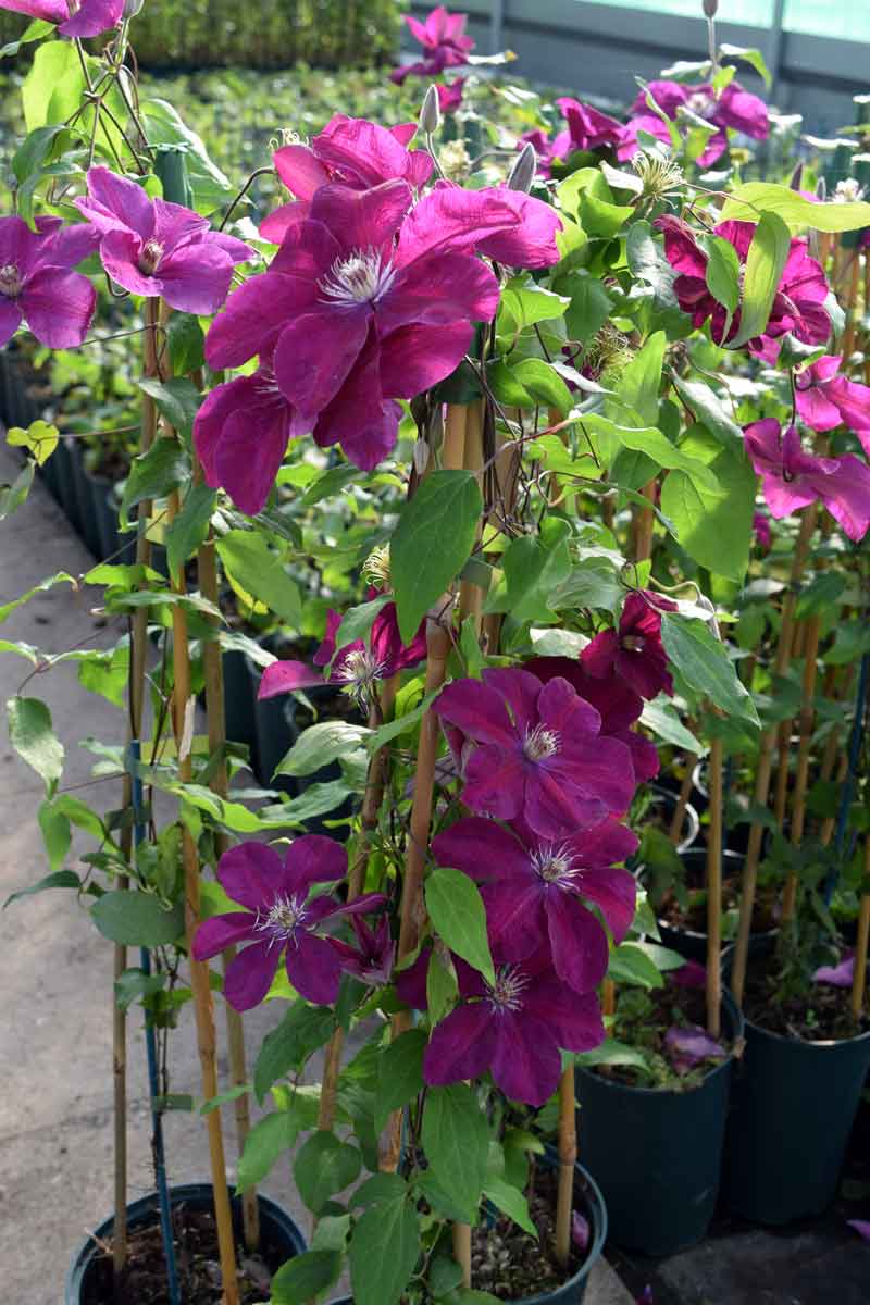 Clematis Rouge Cardinal Superior Quality Climbers - thorncroftclematis ...