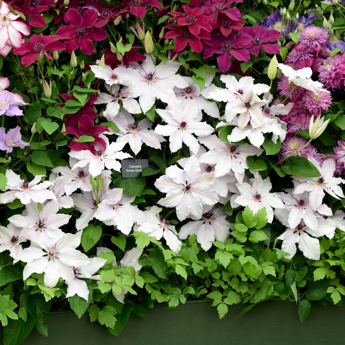 Clematis Snow Queen Superior Quality Climbers - thorncroftclematis.co.uk