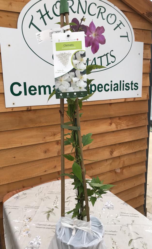 Clematis spooneri Superior Quality Climbers - thorncroftclematis.co.uk