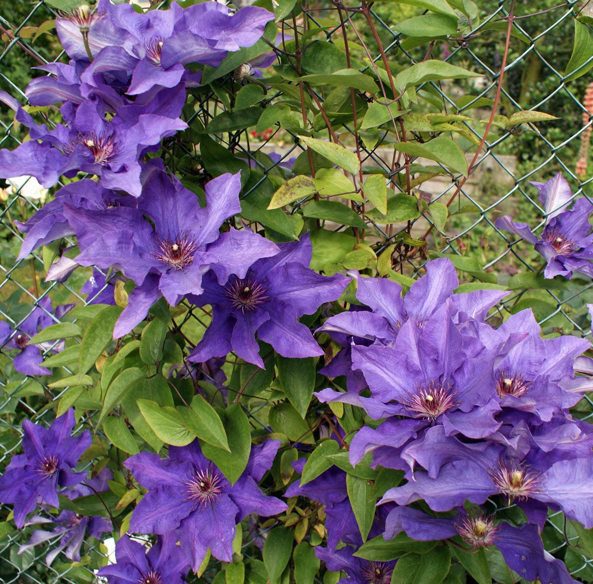 Clematis The President Superior Quality Climbers - thorncroftclematis.co.uk