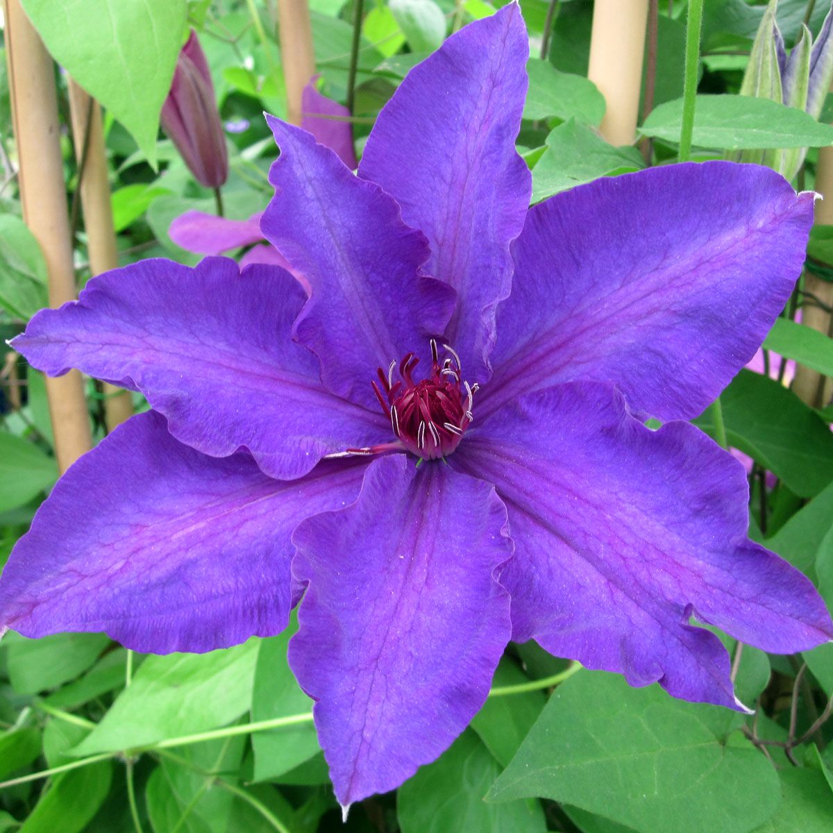 Clematis The President Superior Quality Climbers - thorncroftclematis.co.uk