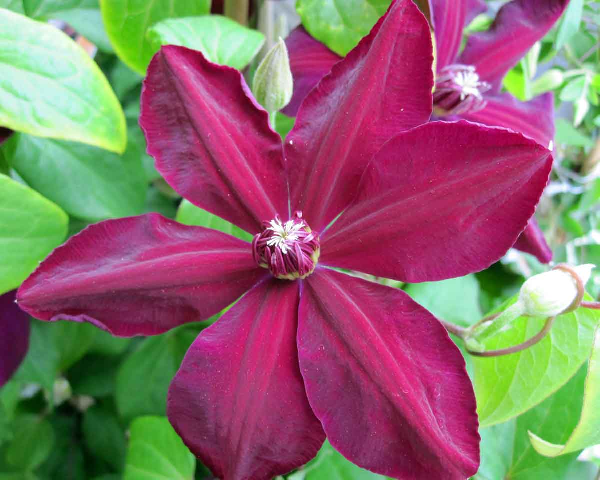 Clematis Westerplatte Superior Quality Climbers - thorncroftclematis.co.uk