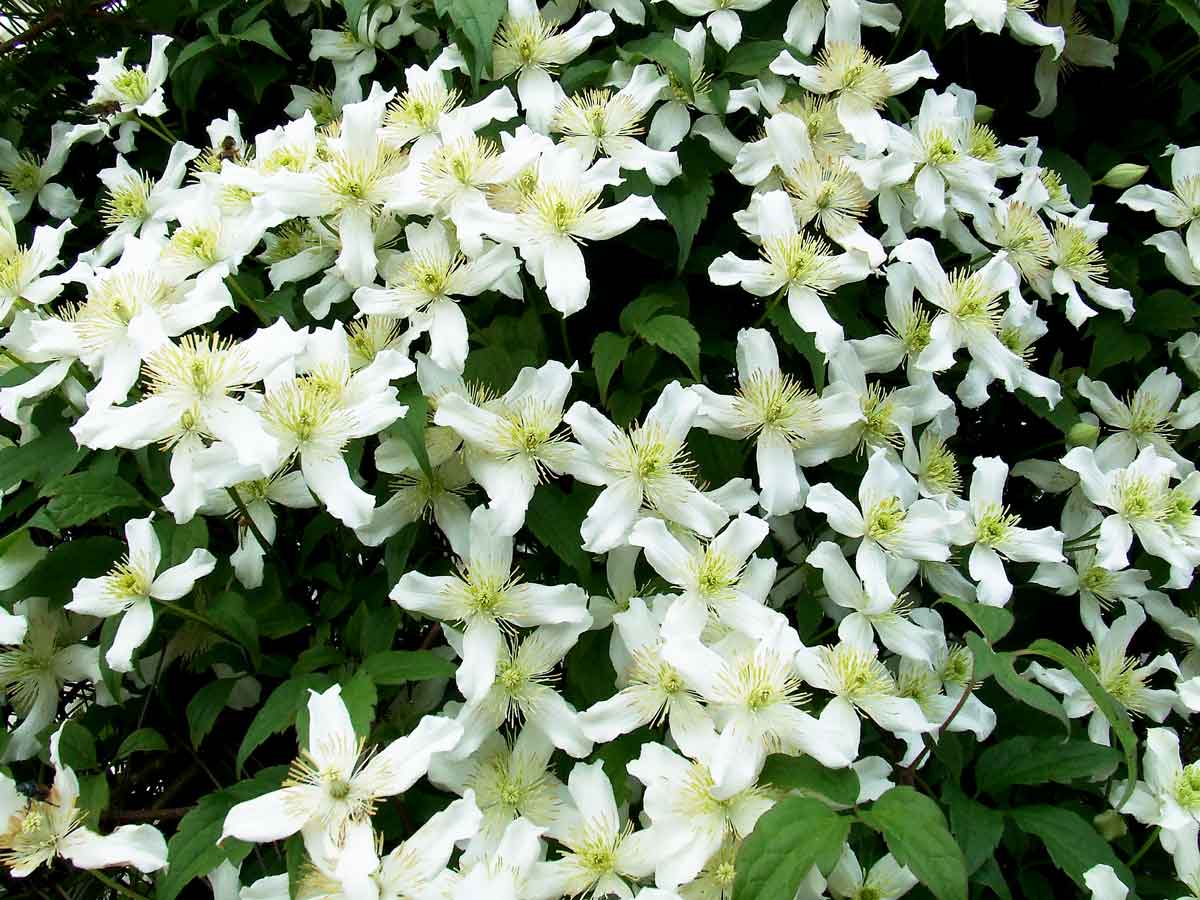 Clematis Wilsonii Superior Quality Climbers - thorncroftclematis.co.uk