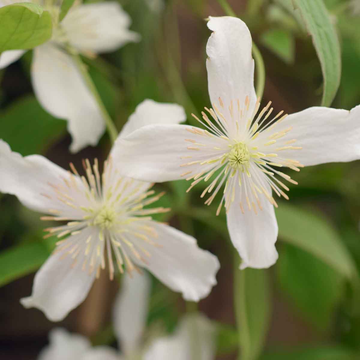 Clematis Wilsonii Superior Quality Climbers - thorncroftclematis.co.uk