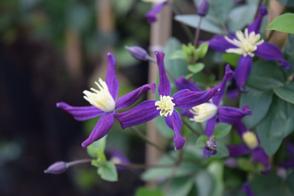 Clematis x aromatica Superior Quality Climbers - thorncroftclematis.co.uk