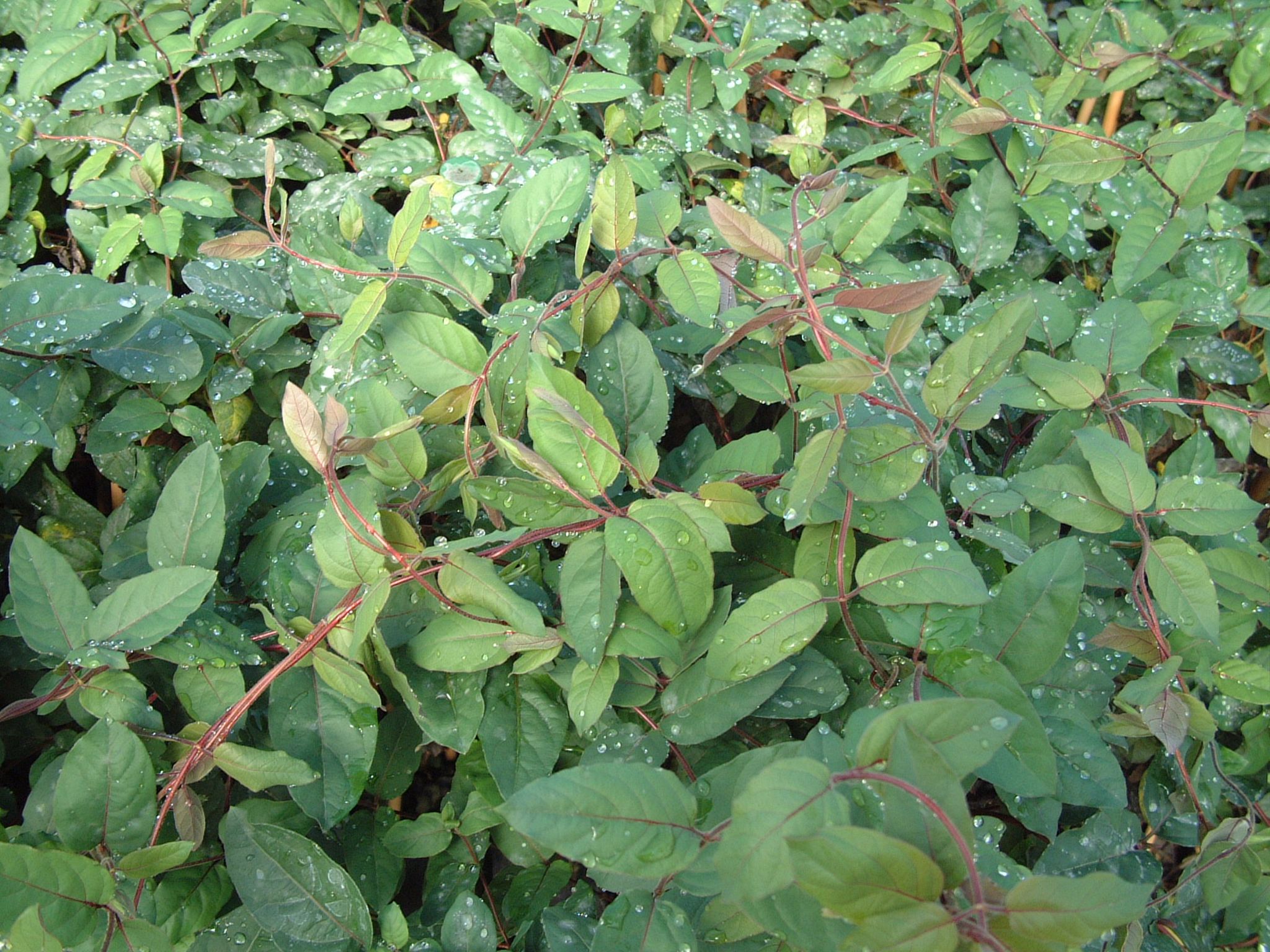 Lonicera japonica var repens Superior Quality Climbers ...
