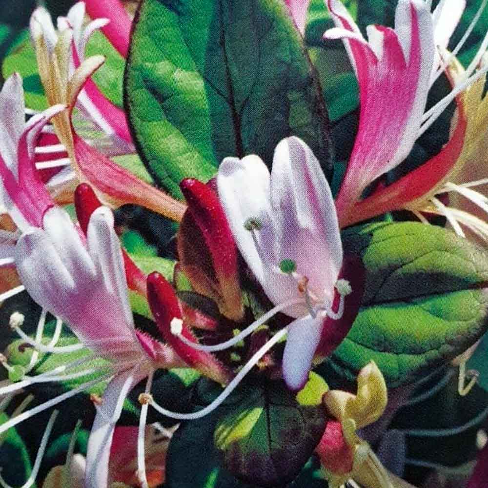 Lonicera japonica var repens Superior Quality Climbers ...
