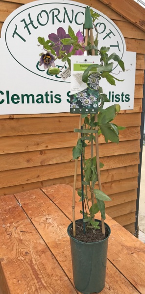 Passiflora Caerulea Rubra Superior Quality Climbers Uk